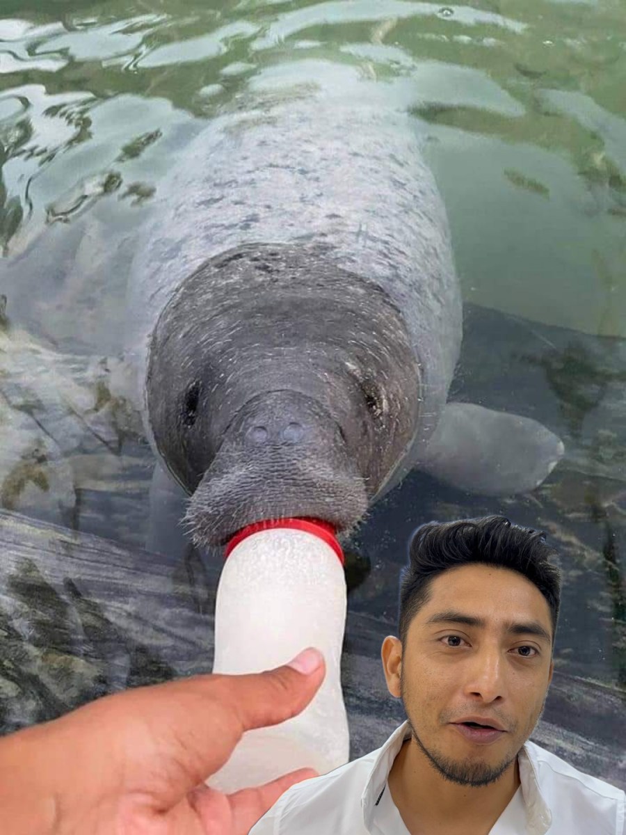 Pompeyo el manatí podría ser liberado en el mes de Mayo del próximo año